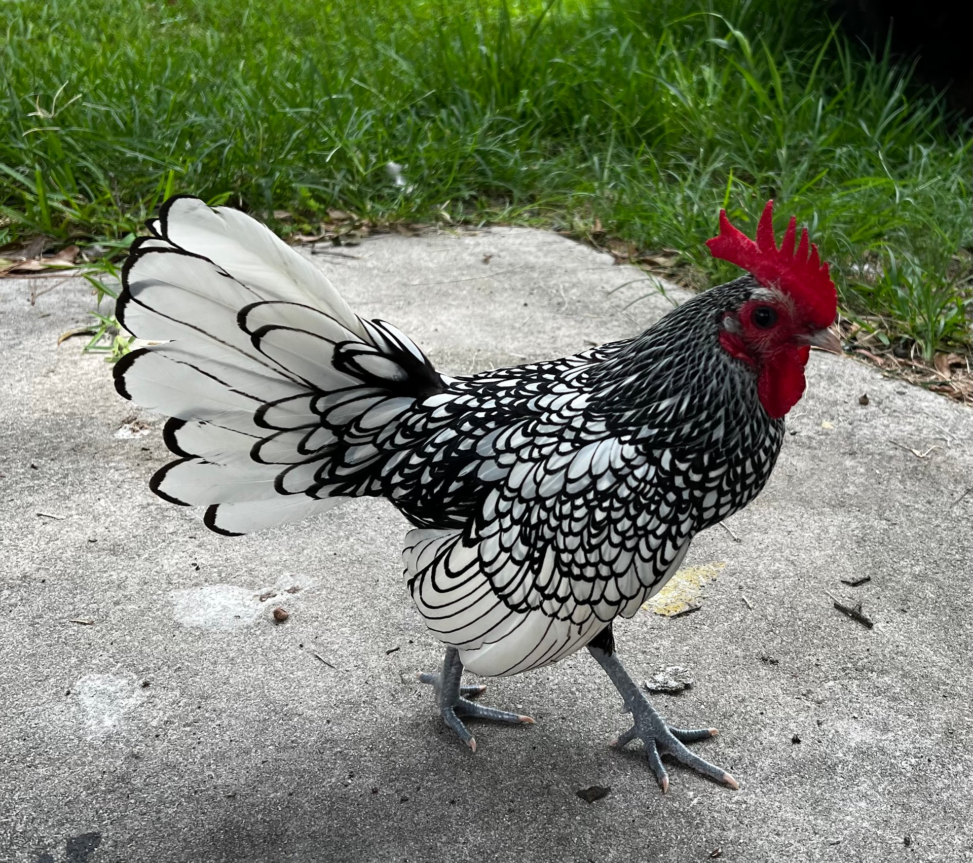 Sea Bright Bantum Rooster on Farmish