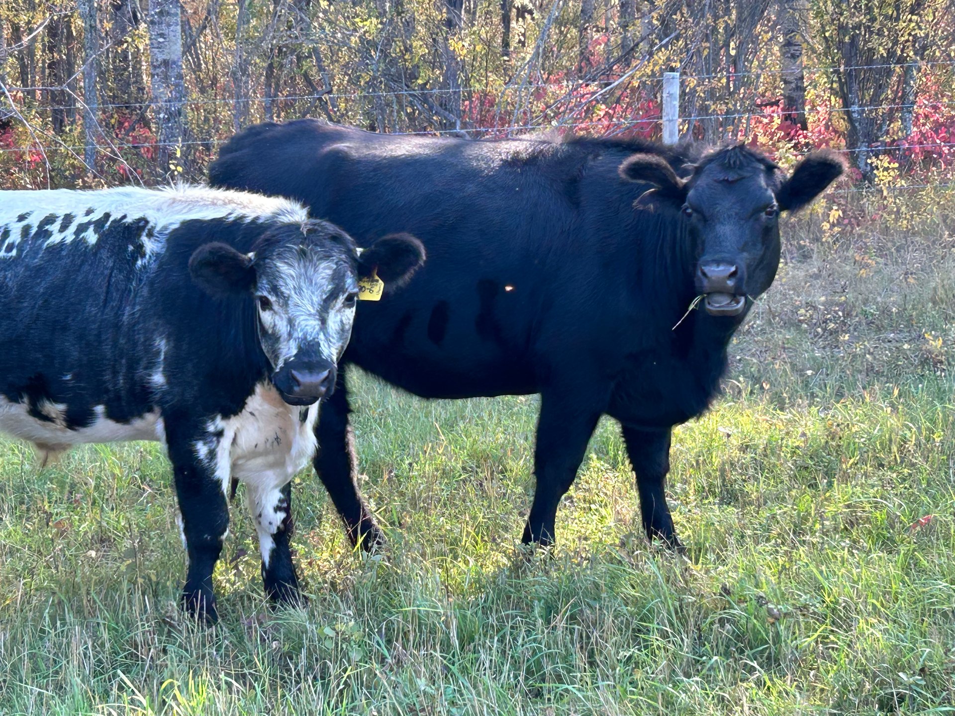 Dexter cows with speckle / Dexter cross calves on Farmish