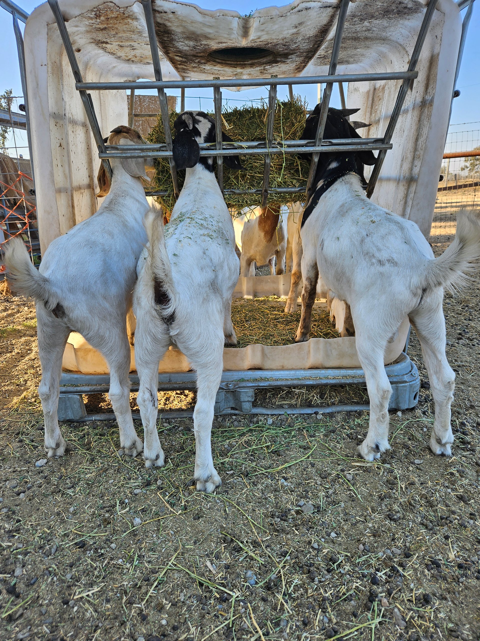 Boer cross goats for sale on Farmish