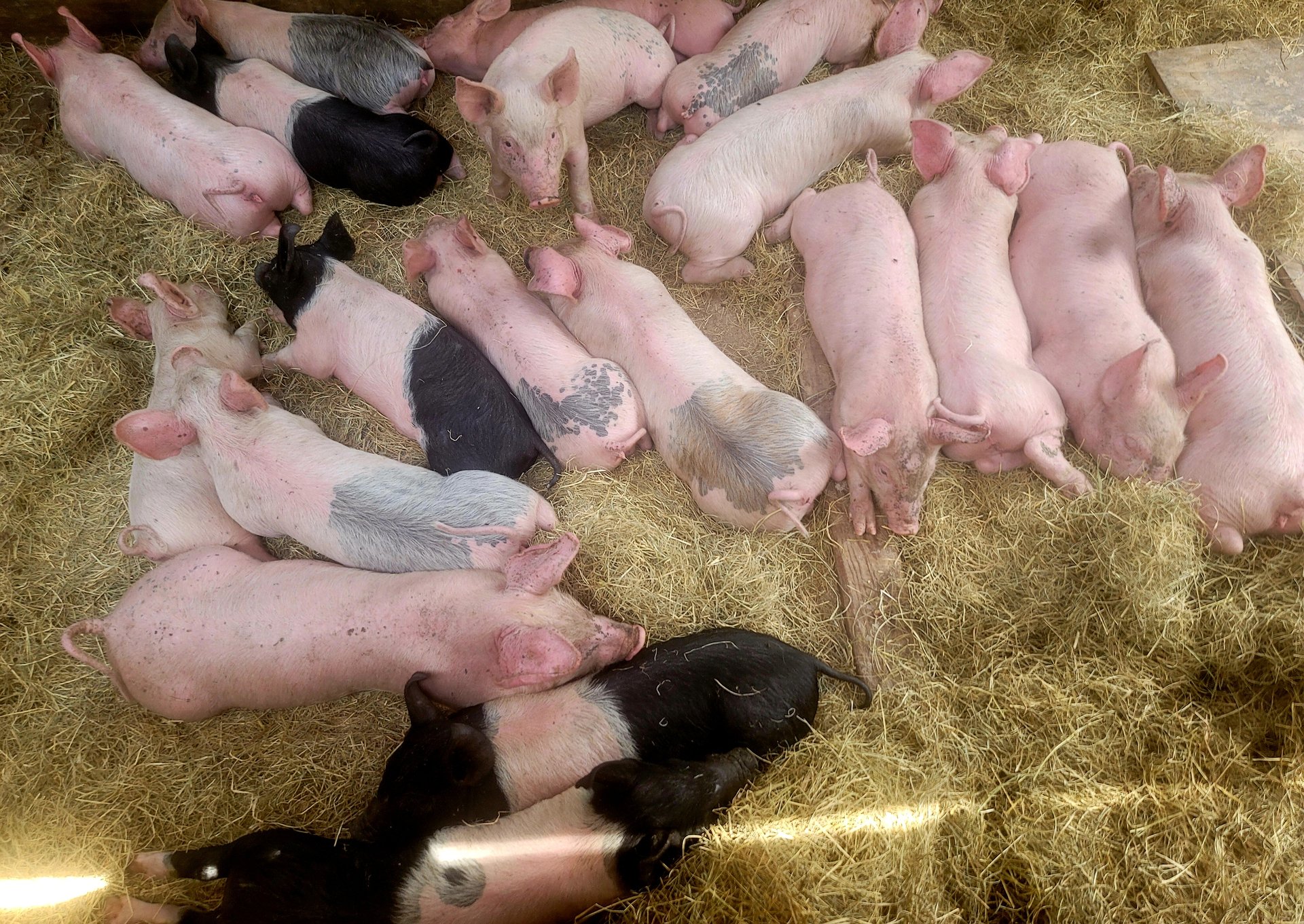 8 Piglets on Farmish