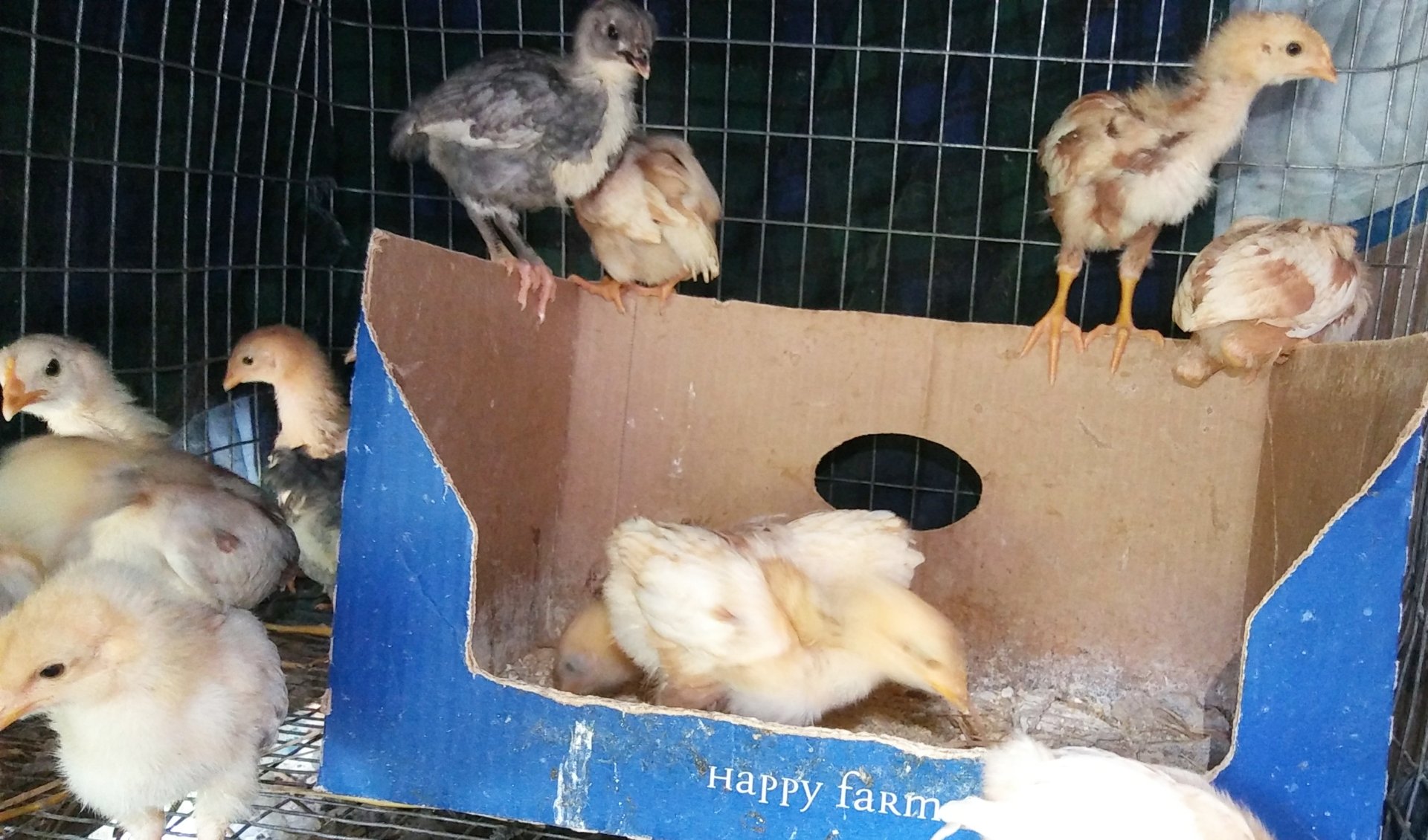 Blue Star & Golden Star Pullets on Farmish