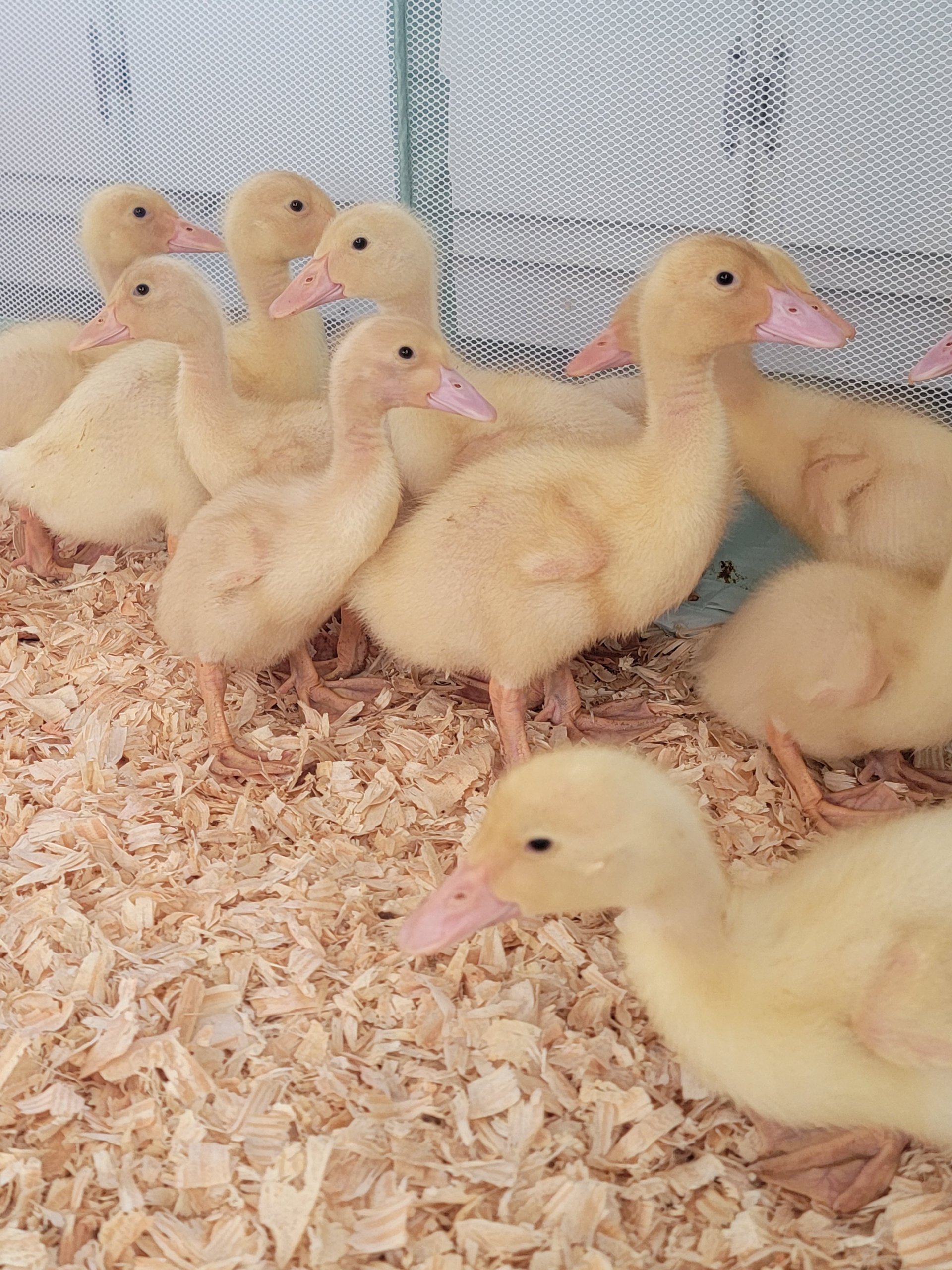 2 week old pekin ducks - ducklings on Farmish