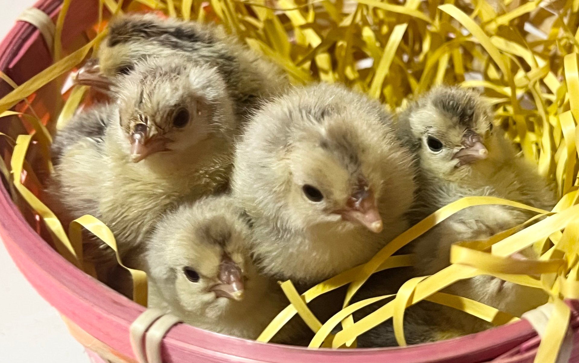 Silver spangled appenzellar spitzhauben chicks/growout roos on Farmish