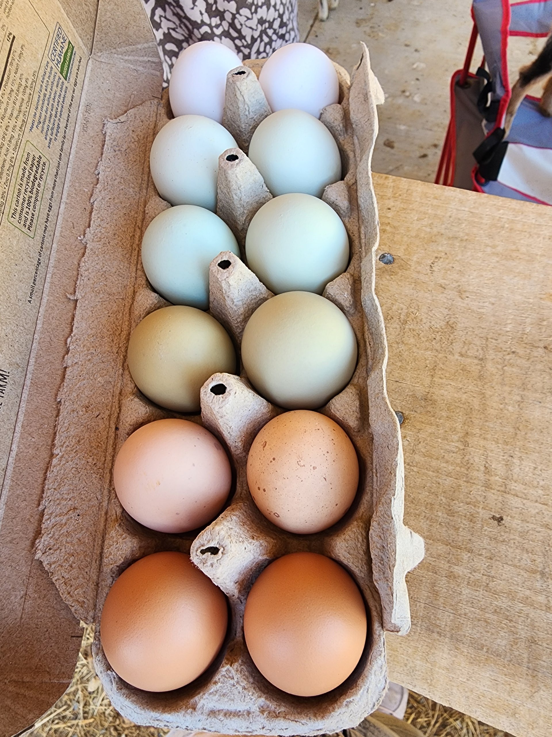 Rainbow Dozen Hatching Eggs on Farmish