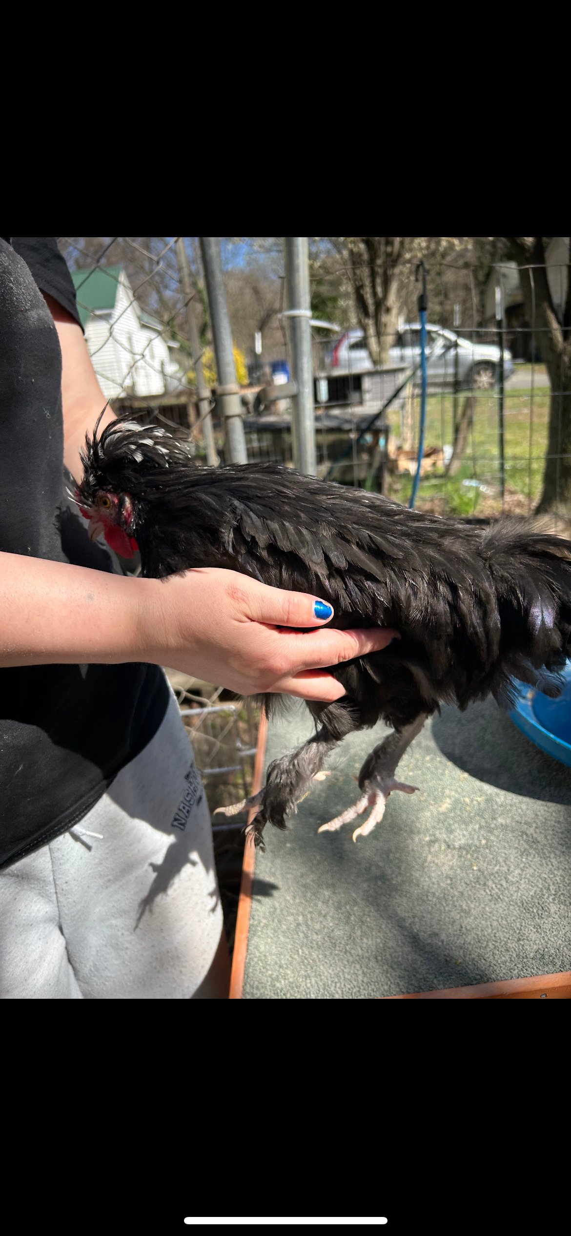 FREE mottled satin rooster. on Farmish