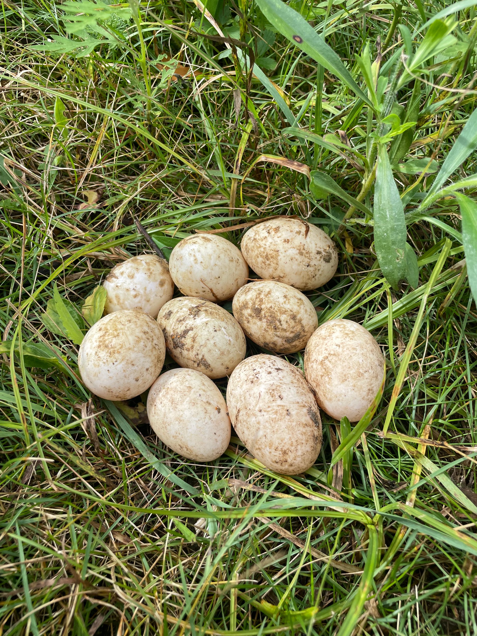 Farm fresh duck eggs. Per dozen on Farmish