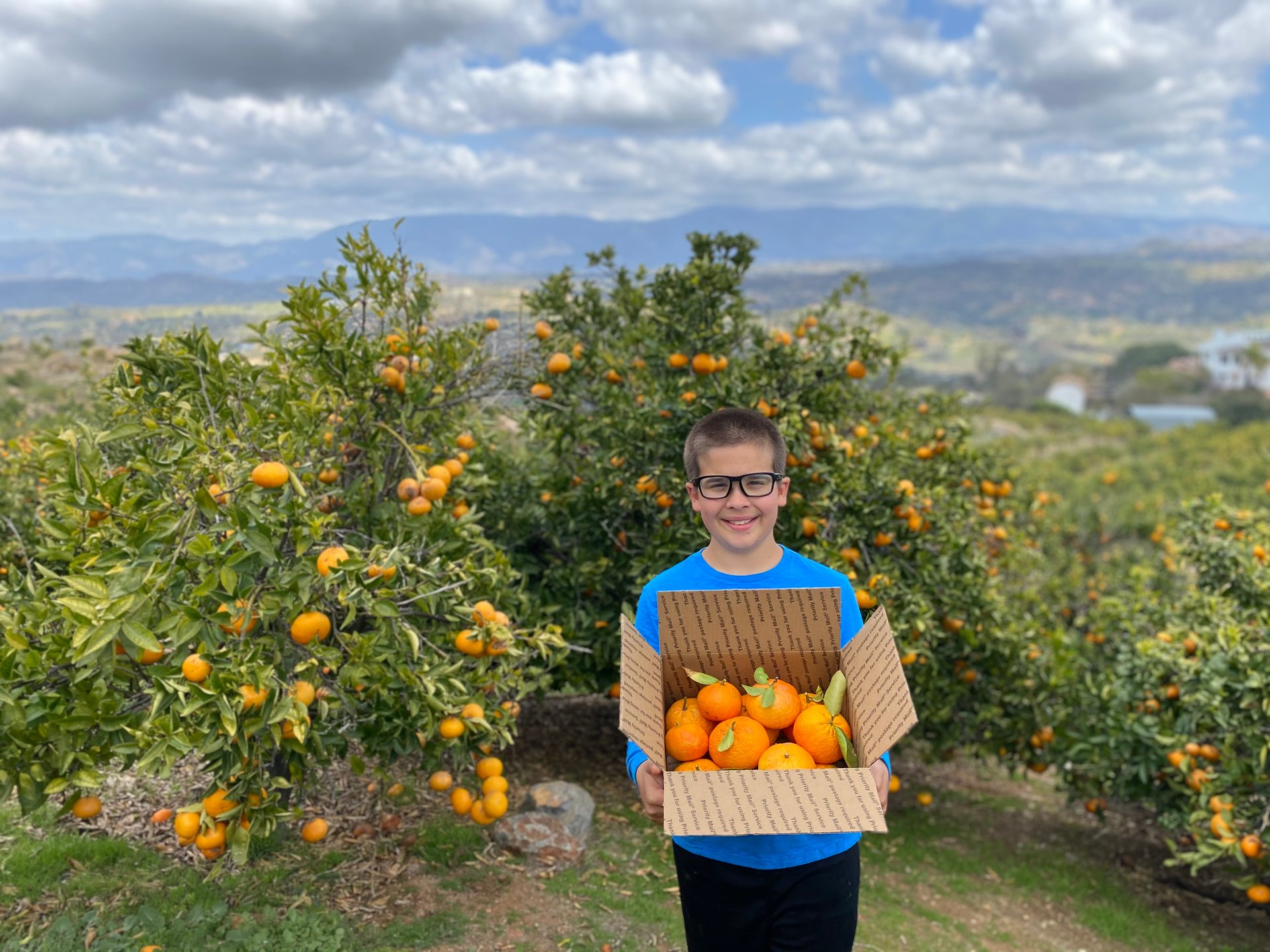 USDA Shasta Gold Mandarins on Farmish