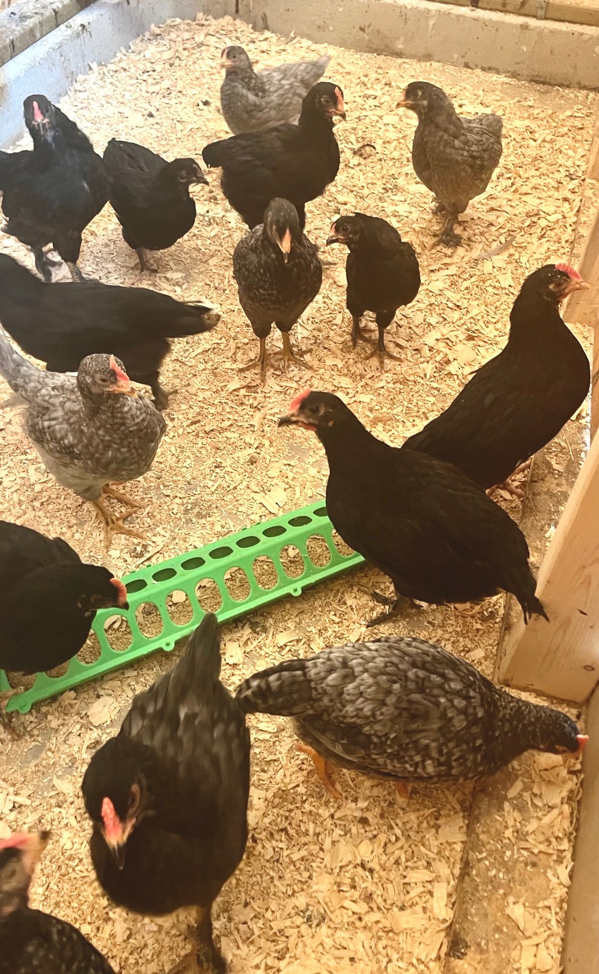 7 week old Barnyard mix chicks on Farmish