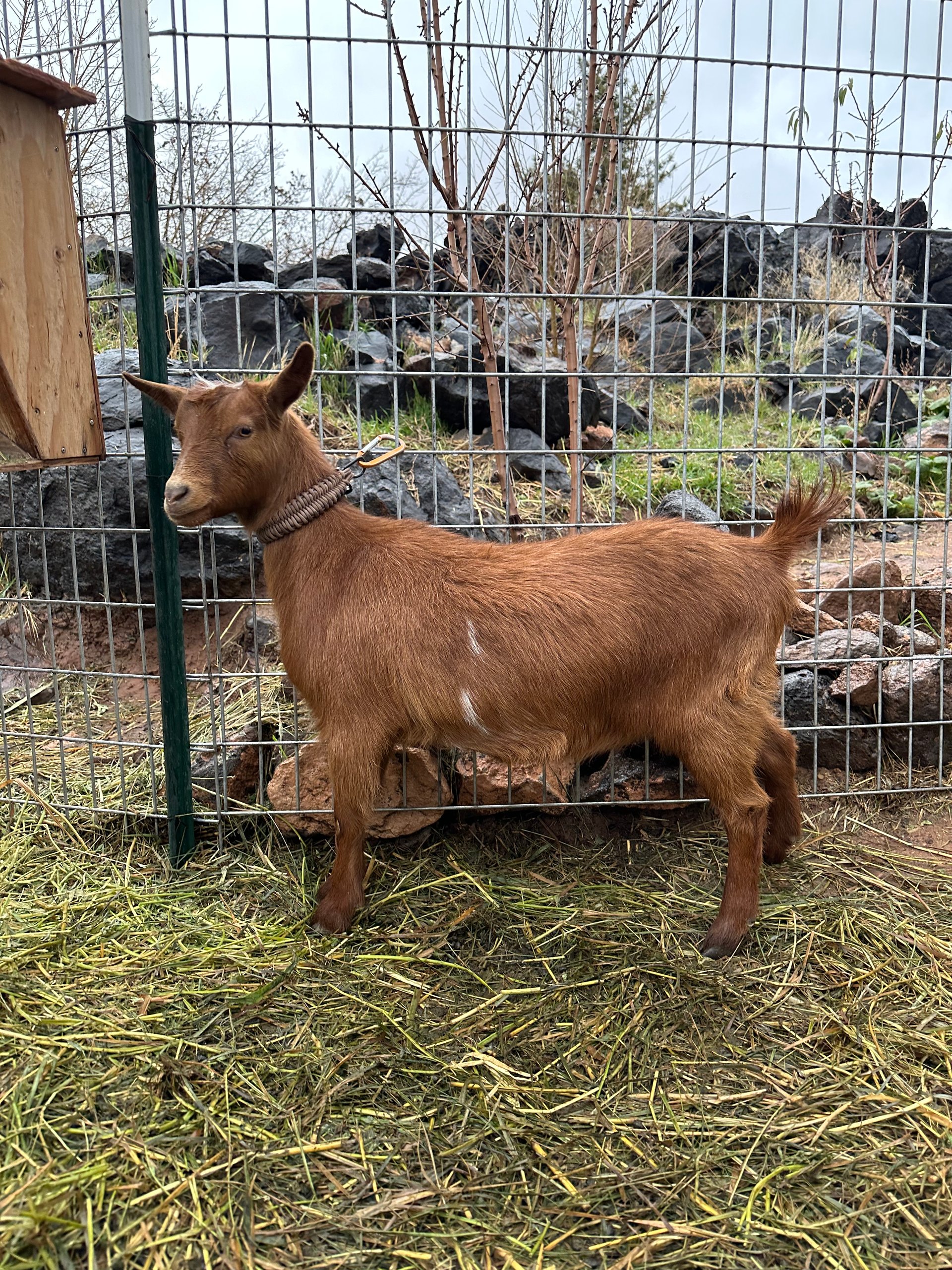 ADGA Nigerian Dwarf Doeling Goat on Farmish