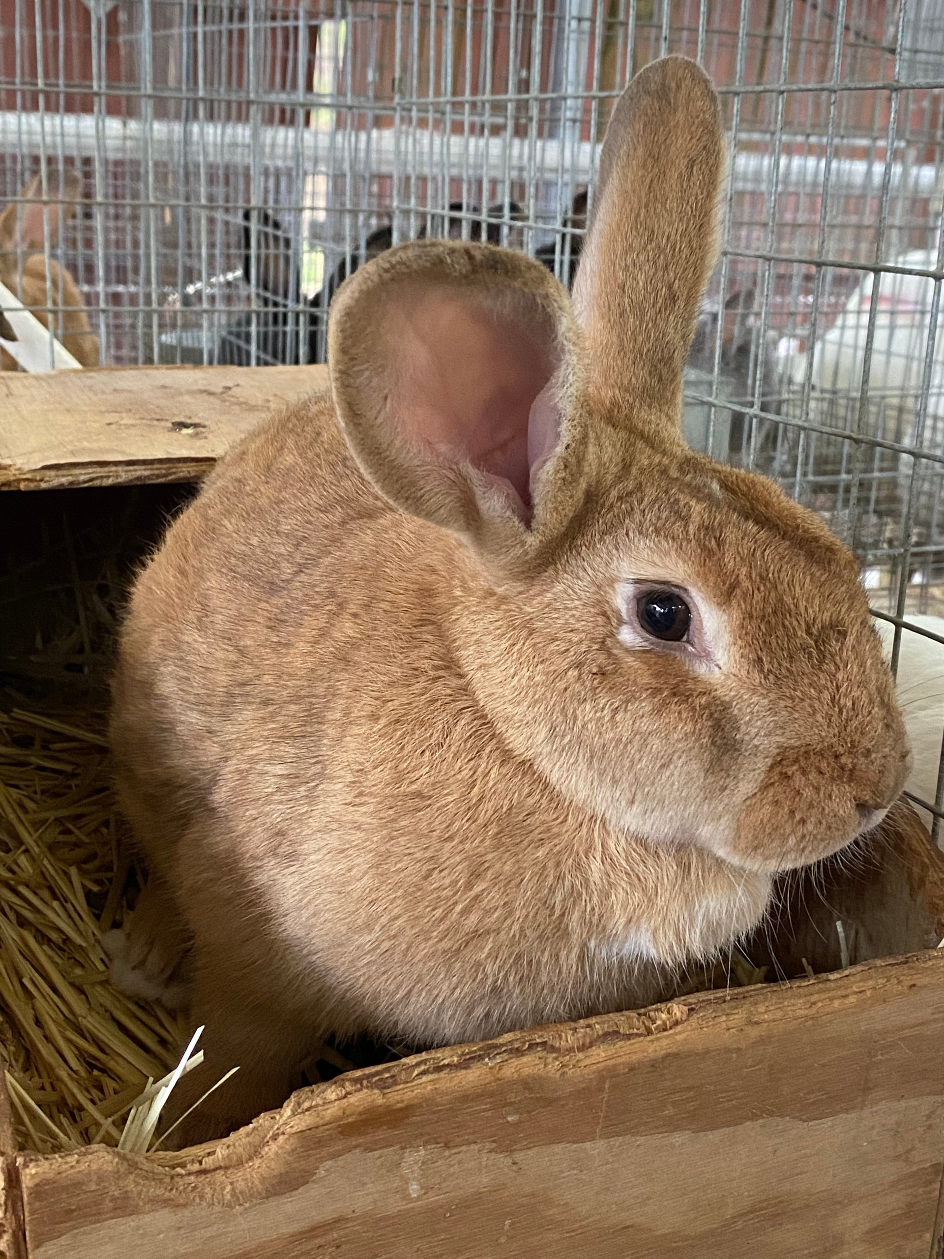 Meat Rabbits (including TAMUK) on Farmish