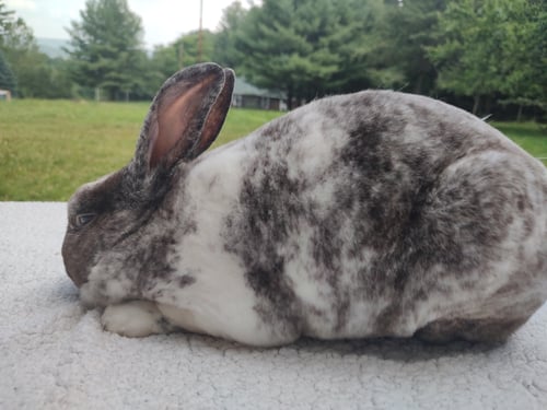 Pedigree Standard Rex Rabbits on Farmish