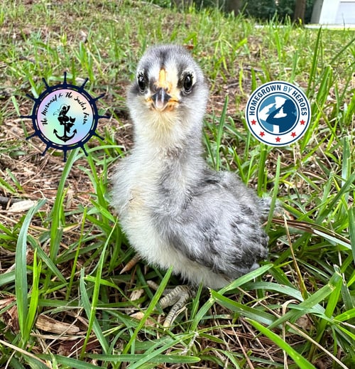 Olive Egger Hatching Eggs (F1-F3) First Generation-Third Generation on ...